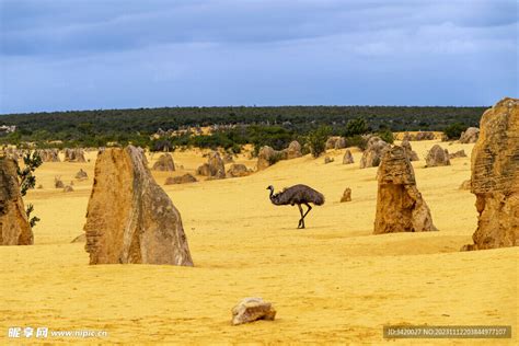 鸸鹋摄影图鸟类生物世界摄影图库昵图网
