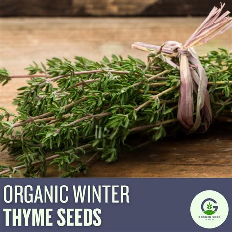 Organic Winter Thyme Seeds Cold Hardy Herb For Cooking And Medicinal
