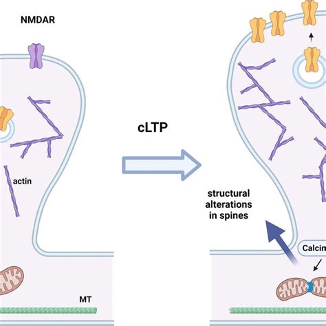 Alterations In Mitochondrial Dynamics Upon Induction Of Long Term Download Scientific Diagram