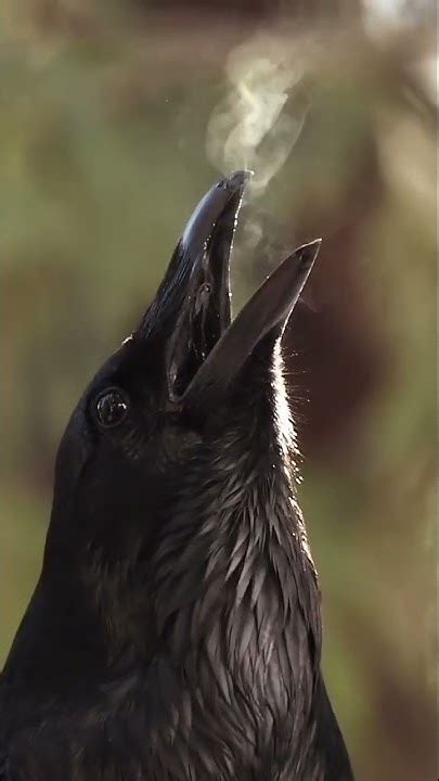 Crow Smoking 🚭😅 Shorts Youtube