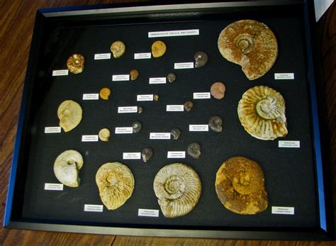 ammonite display case general fossil discussion the fossil forum
