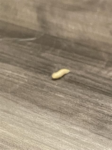 Weird Worm Thing I Found Rwhatsthisbug
