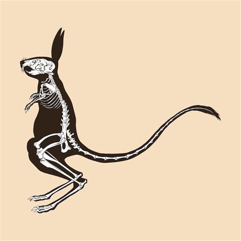 Premium Vector Skeleton Greater Egyptian Jerboa Vector Illustration