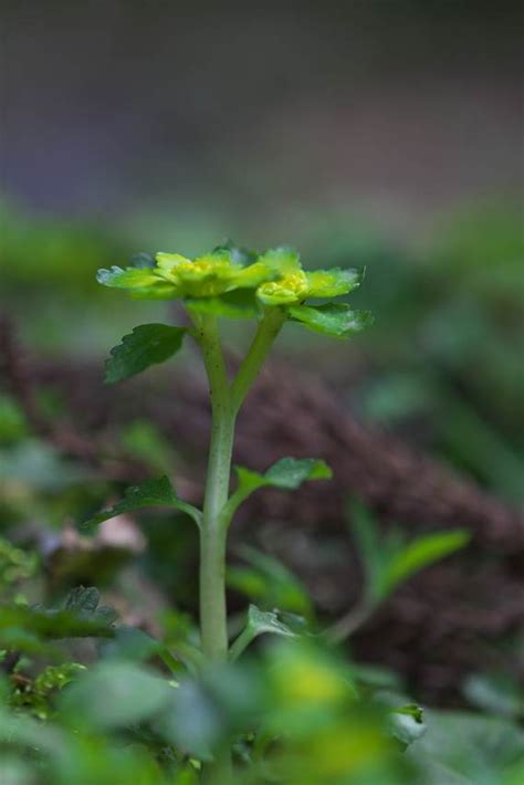 Chrysosplenium Grayanum Nekonomesou