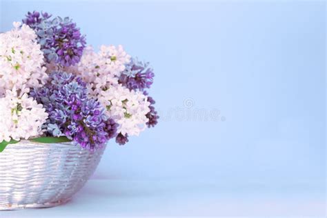 Lilas Coloreadas En Fondo En Colores Pastel Azul Claro Ramo Delicado En Una Cesta De Plata