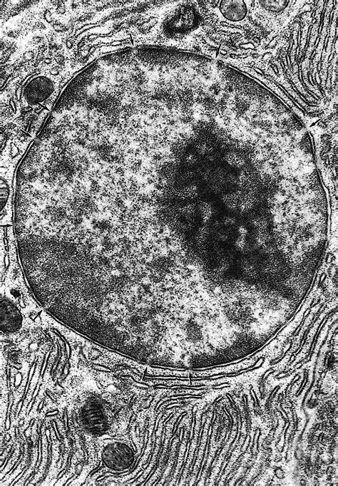 Nucleus Micrograph Transmission Electron Micrograph Nucleus Thank