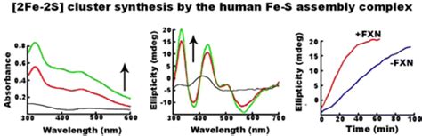 Frataxin 加速人类 Fe S 组装复合体上 [2fe 2s] 簇的形成 Biochemistry X Mol
