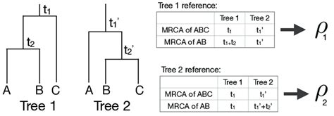 Example Calculation Of The Internal Node Height Correlation For Each