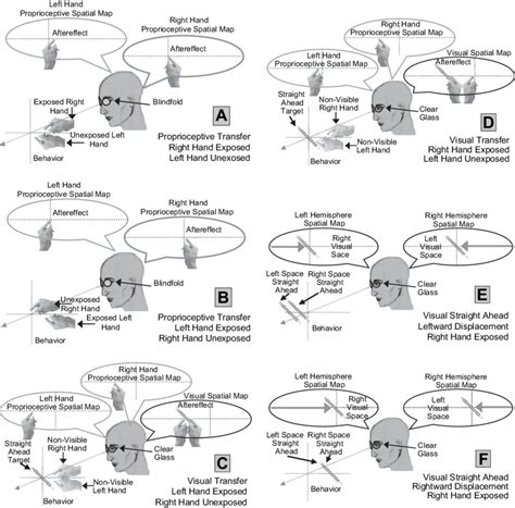 Prism Adaptation Asymmetries Proprioceptive Aftereffects Transfer From Download Scientific