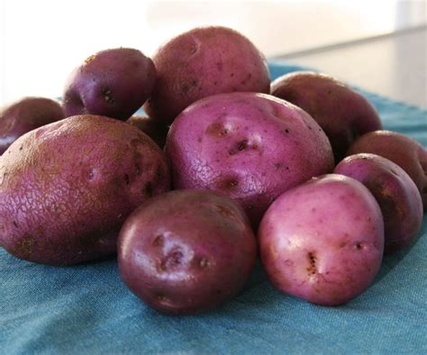 Best Potato Varieties 12 Top Crops For Your Vegetable Patch Homes