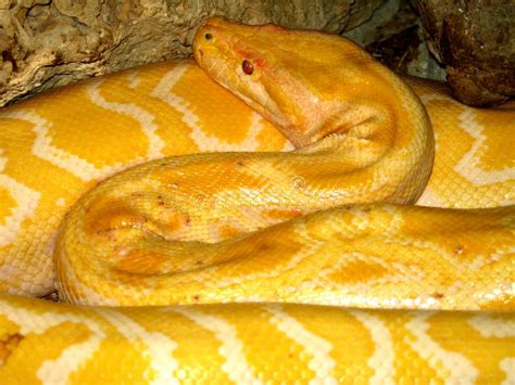 Burmese Python Python Bivittatus Stock Image Image Of Breakfast