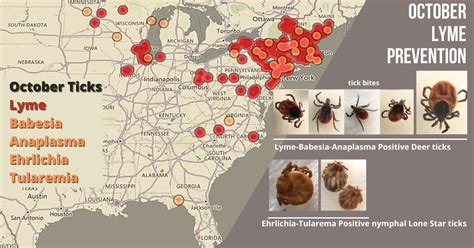 Lyme Tick