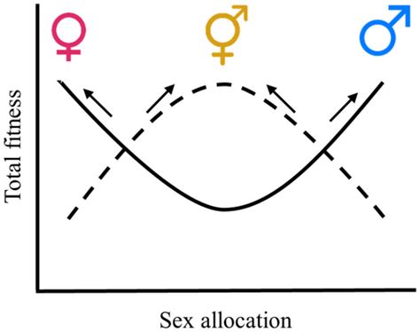 Dioecy In A Wind‐pollinated Herb Explained By Disruptive Selection On