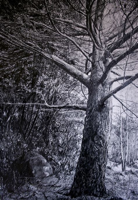 Pinus Sylvestris Scots Pine Drawing Storytime By Trevor Jones Art