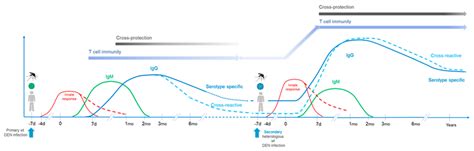 Upon Secondary Heterologous Wild Type Dengue Infection Innate