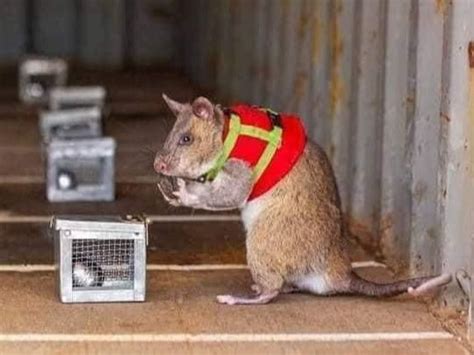 ФОТО: Бэлтгэгдсэн хархнууд Турк улсад аврах ажиллагаанд оролцох эцсийн ...