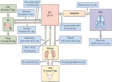 Regulation Of Acid Base Balance HowMed