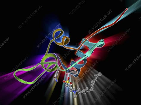 Insulin Like Growth Factor 1 Molecule Stock Image F009 6087 Science Photo Library