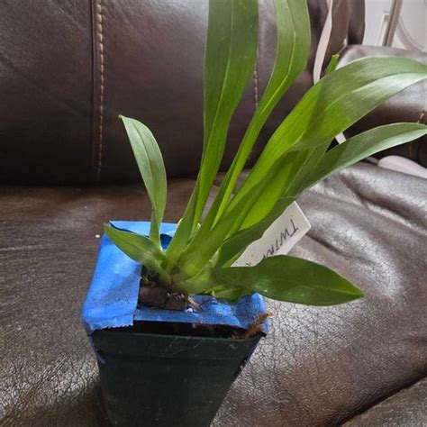 Double Rose Pikake Hawaiian Pronunciation Of “peacock” A Sweet