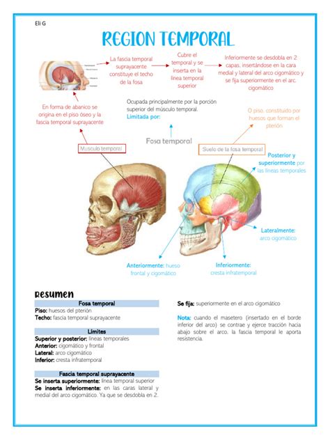 Resumen Semana 4 Región Temporal Infratemporal Pdf