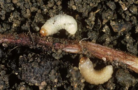 Bean Weevil Farming Forum At Matthew Blackburn Blog
