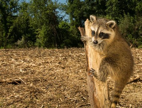 Hummingbird Migration 2025 Mother Natures Apprentice