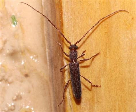Brown Longhorned Beetle Aneflomorpha Bugguide Net
