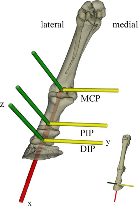 Xromm Model With Bone Segments And Coordinate Systems For The