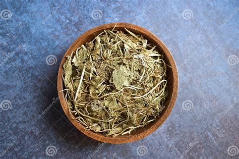 Dried Bacopa Stock Image Image Of Ayurvedic Organic 324453493