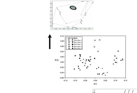 Principal Components Analysis Of Procrustes Superimposed Bookstein Download Scientific Diagram