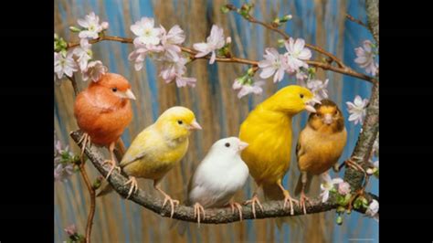 ჰიმნი დედაენას Youtube