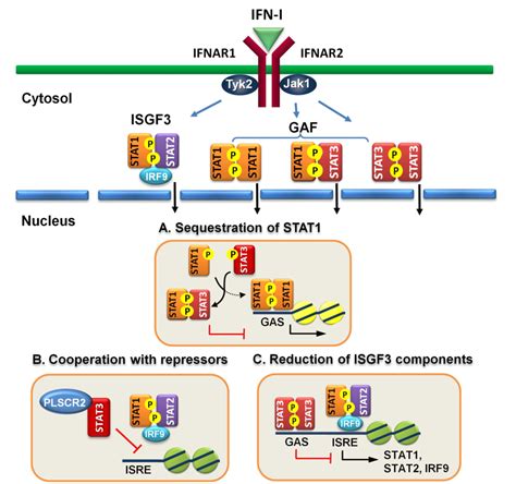 Figure 1 From Fine Tuning Of Type I Interferon Response By STAT3