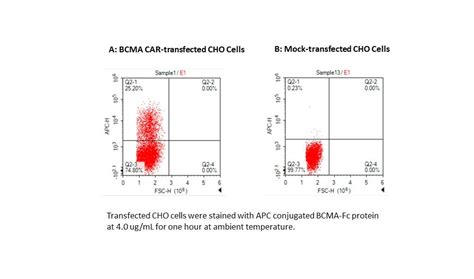 Apc Conjugated Human Bcma Protein C Fc Biotimes