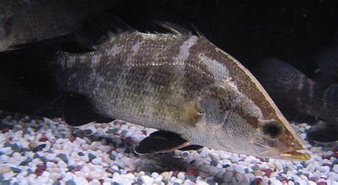 Lates Род ЛАТЕСЫ БАРРАМУНДИ 9 видов