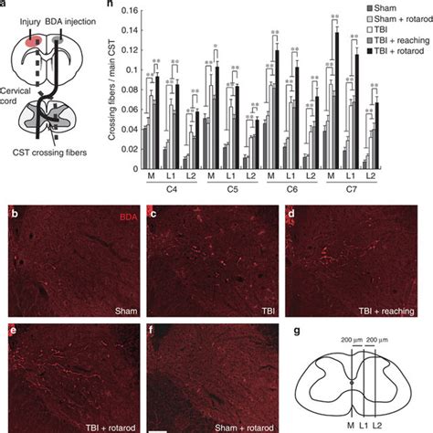 Tbi Mouse Model A Unilateral Sensorimotor Cortex Contusion By Tbi Download Scientific