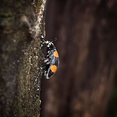 From A Humble Find To Macabre Trials I Spotted A Handsome Fungus Beetle Eumorphus Sp That