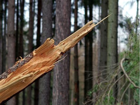 ¿te Astillaste Con Un Pedazo De Madera ¡así Puedes Sacar La Astilla