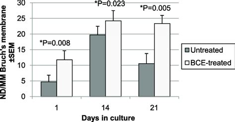 Nd Of Fetal Rpe On Bruchs Membrane From Aged Caucasian Donor Eyes Download Scientific Diagram