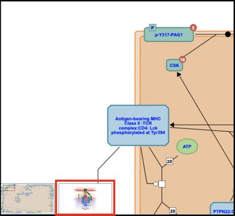Diagram Panel Features Reactome