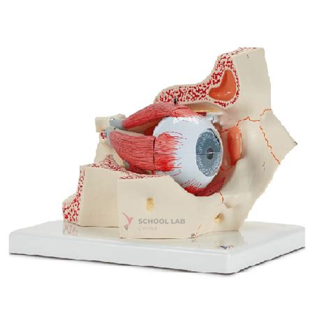 Eye And Orbital Model China Manufacturers Suppliers Exporters In China