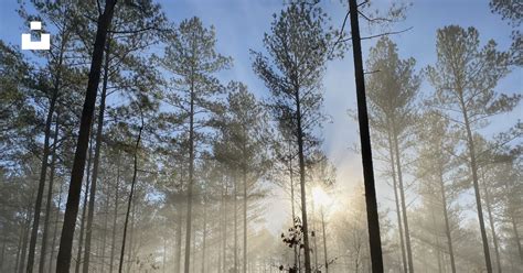 숲속의 나무 사이로 햇살이 비치고 있다 사진 Unsplash의 무료 그루지야 이미지