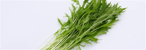 Mizuna Mosterblad Velt