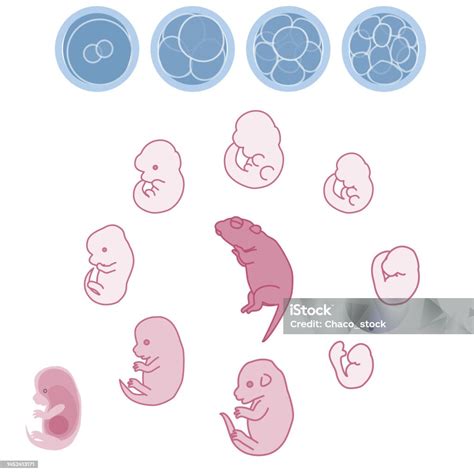 Vector Illustration Of Mouse Embryo And Fetus Growth Process Stock