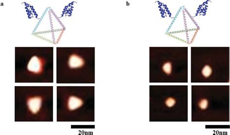Afm Micrographs Of Nanoparticles A Structure Of Dna Download