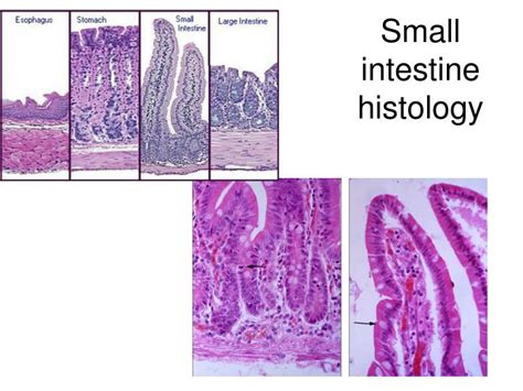 Ppt Stomach Histology Powerpoint Presentation Id3095088