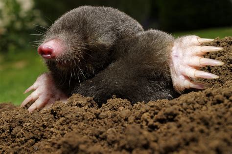 Gophers Vs Moles Understanding The Differences 2025 Todays Homeowner
