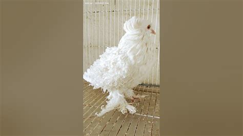 Daily Velog White Frill Imptd Class Femail Viral Pigeon Bird