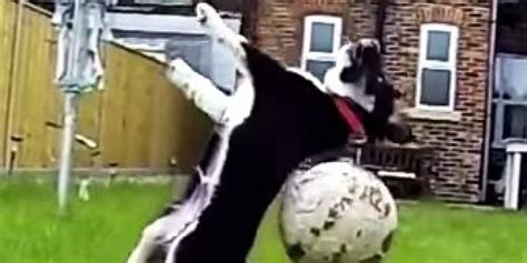 These Adorably Uncoordinated Pooches Fail At Playing Fetch Huffpost