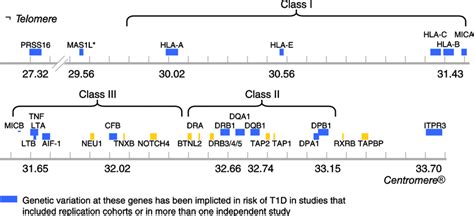 Schematic Map Of The Hla Region Showing Genes Reported To Be Associated Download Scientific