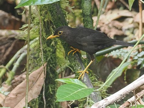 Vanikoro Island Thrush Turdus Vanikorensis Birds Of The World